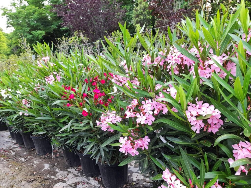 Choisissez vos lauriers ! - Pépinière Peretti